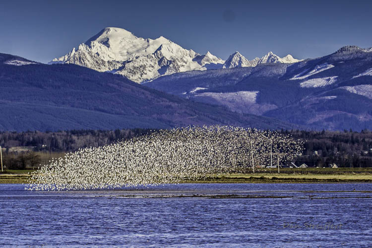 Skagit Self-guided Field Trip | RAINIER AUDUBON SOCIETY