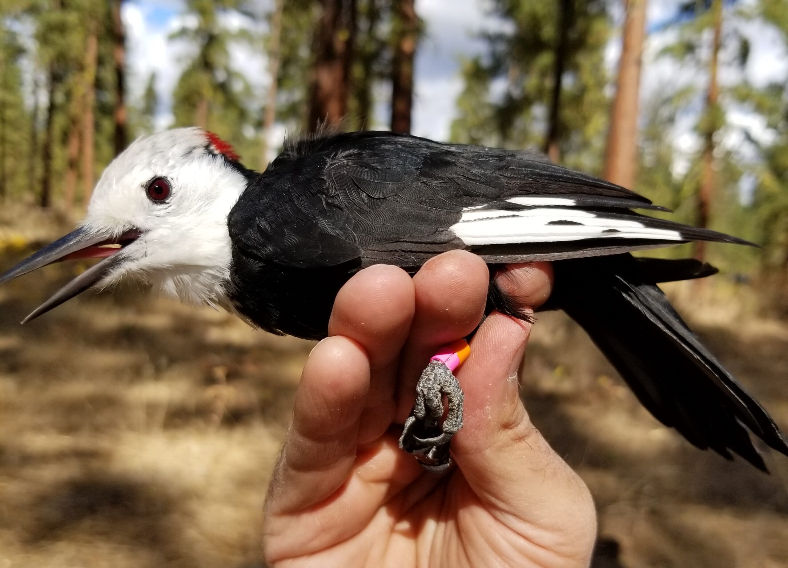 20 Years of Field Research on the White-headed Woodpecker in Washington ...