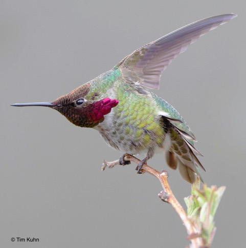 Hummingbirds: Masters of the Air | RAINIER AUDUBON SOCIETY