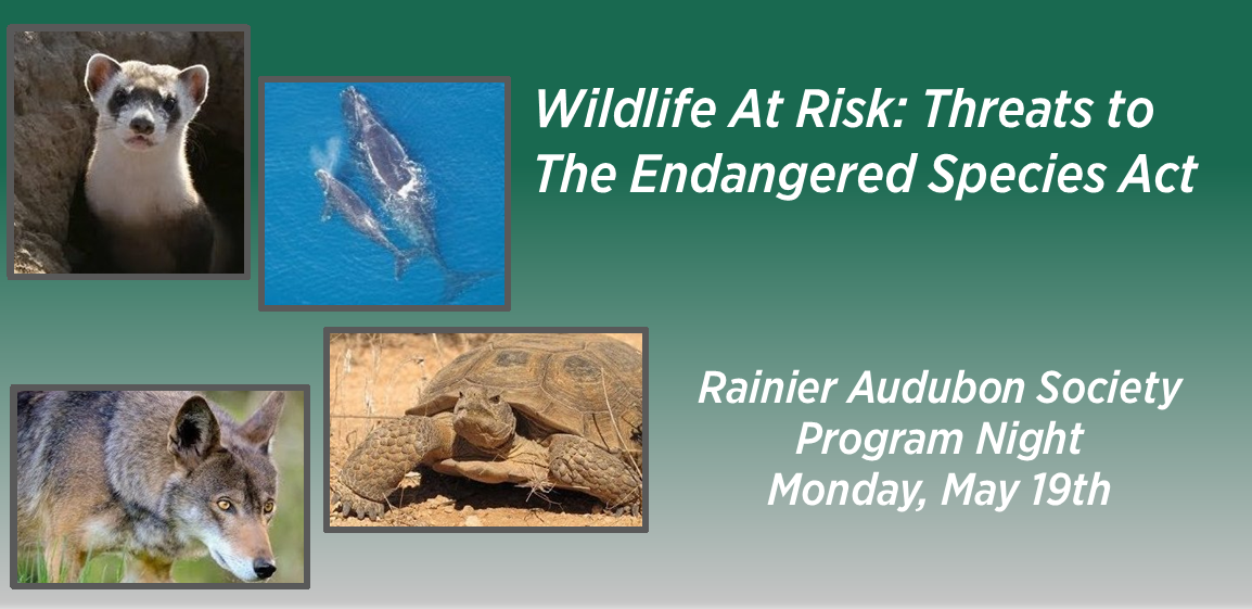 Insights on the Endangered Species Act | RAINIER AUDUBON SOCIETY