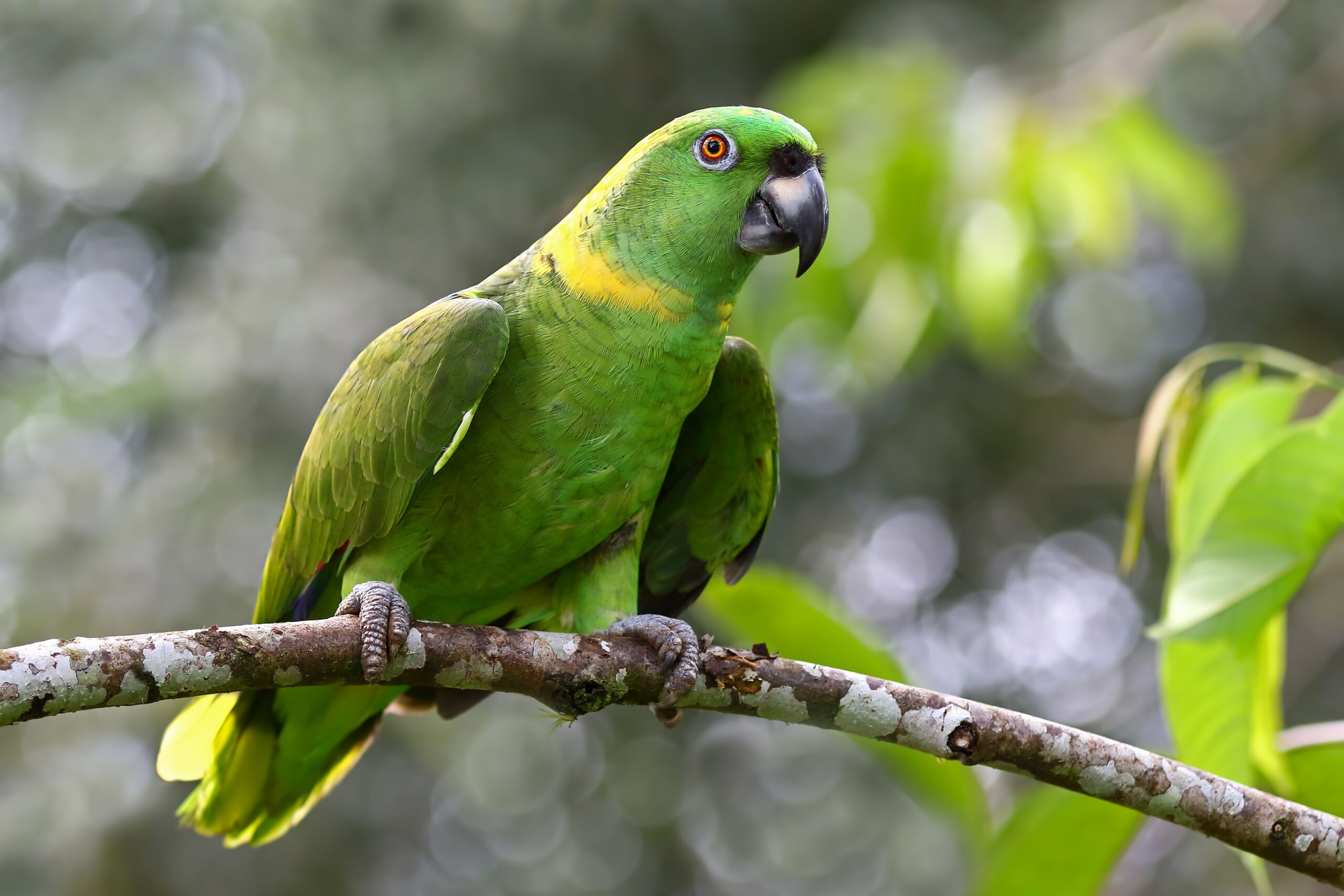 Meet Bella and Darwin: Parrots in Conservation Education | RAINIER ...